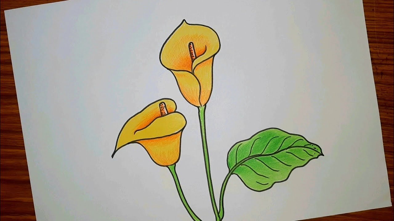 How to draw calla lily step by step | Calla lily flower drawing | - YouTube