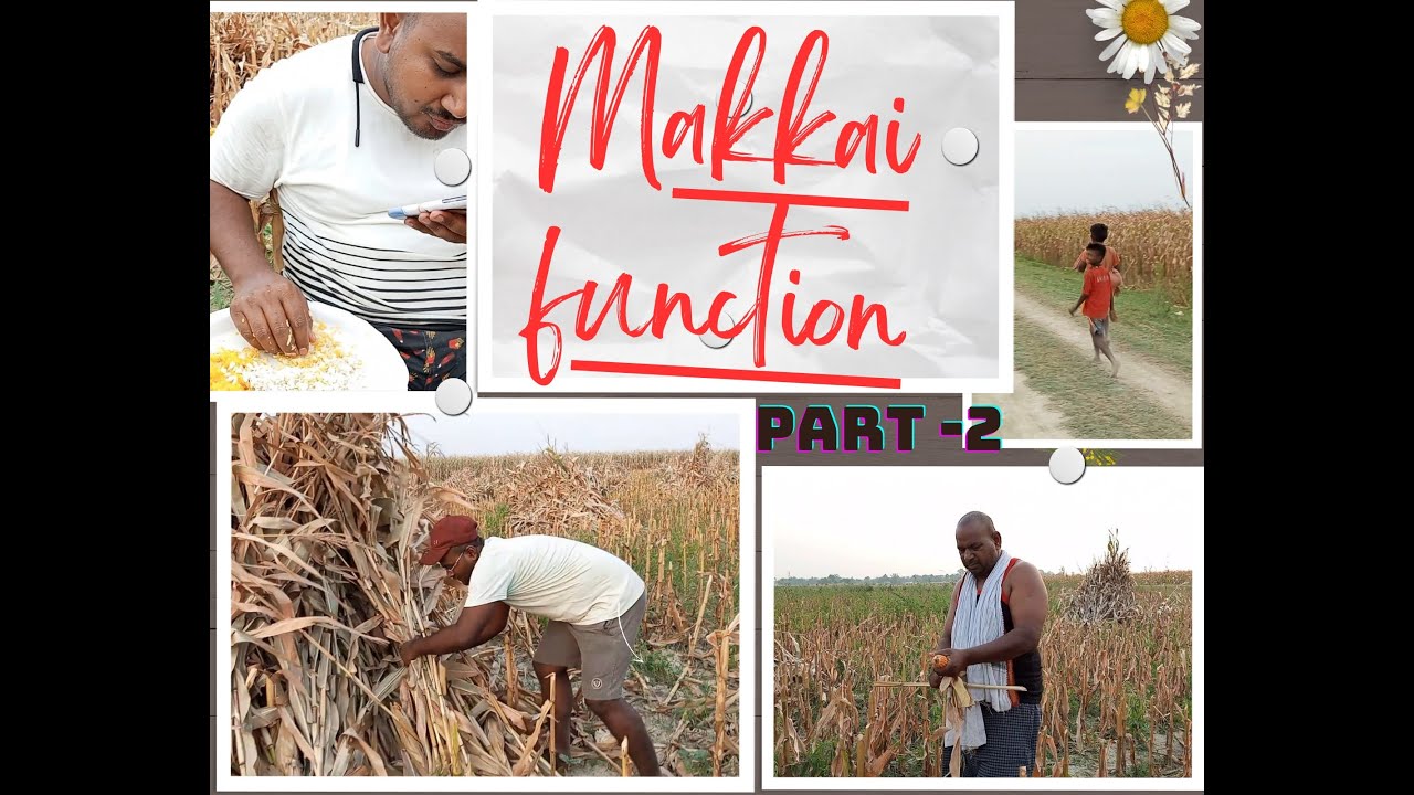 Makkai Function part 2 || Nitish Bharti Vlogs #farming #villagevlog #villagelife #vlogs #makkai ...