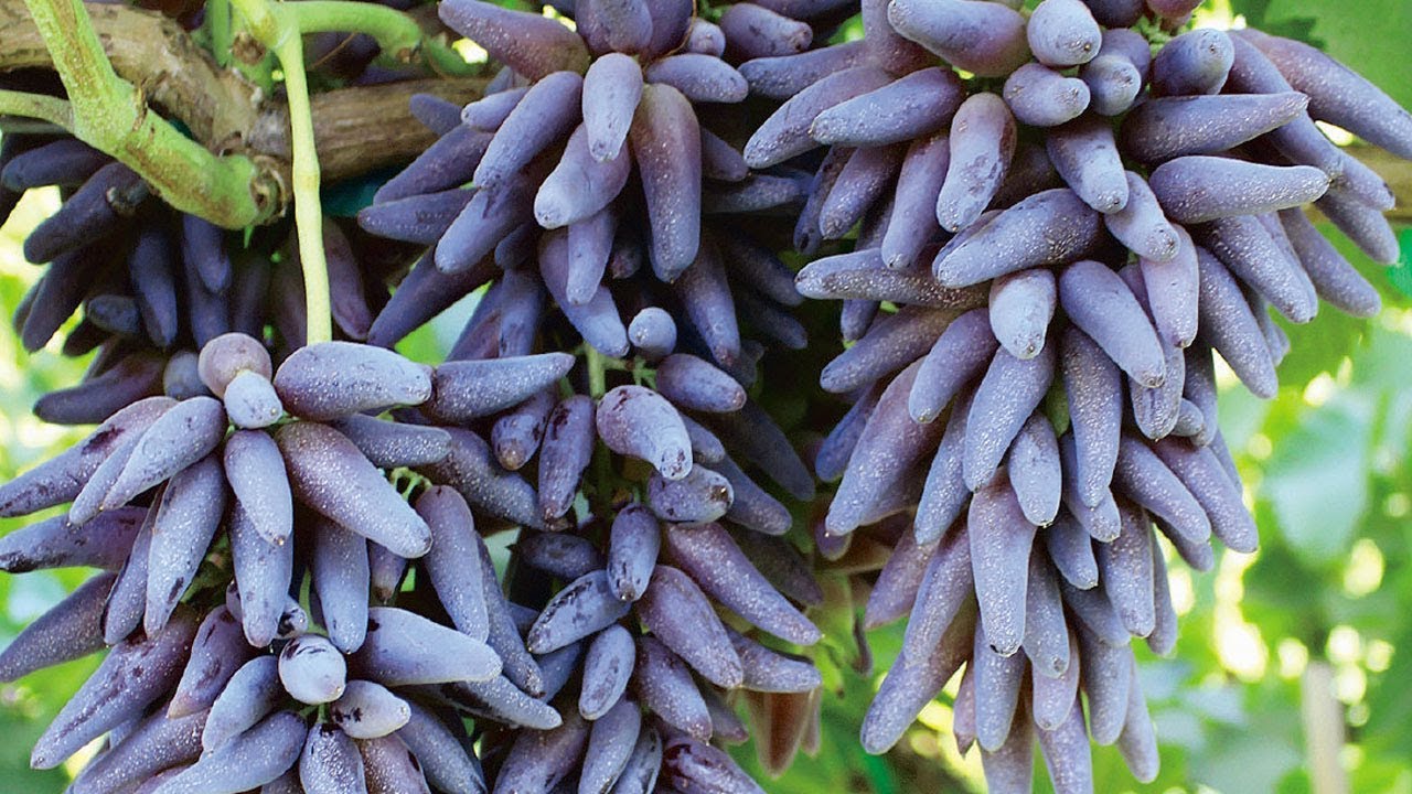 Grapes Cultivation In Punjab Pakistan||Raisins Production In Pakistan ...