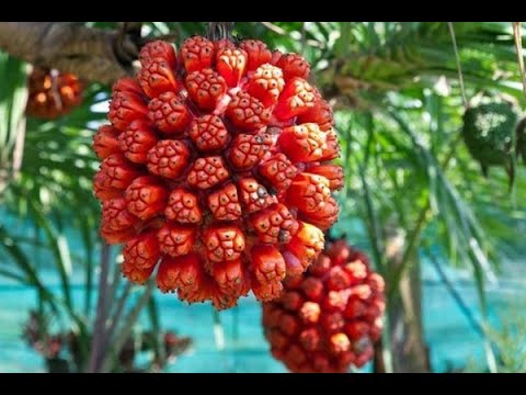 Hala Fruit: The fruit that looks like an exploding planet #useful # ...