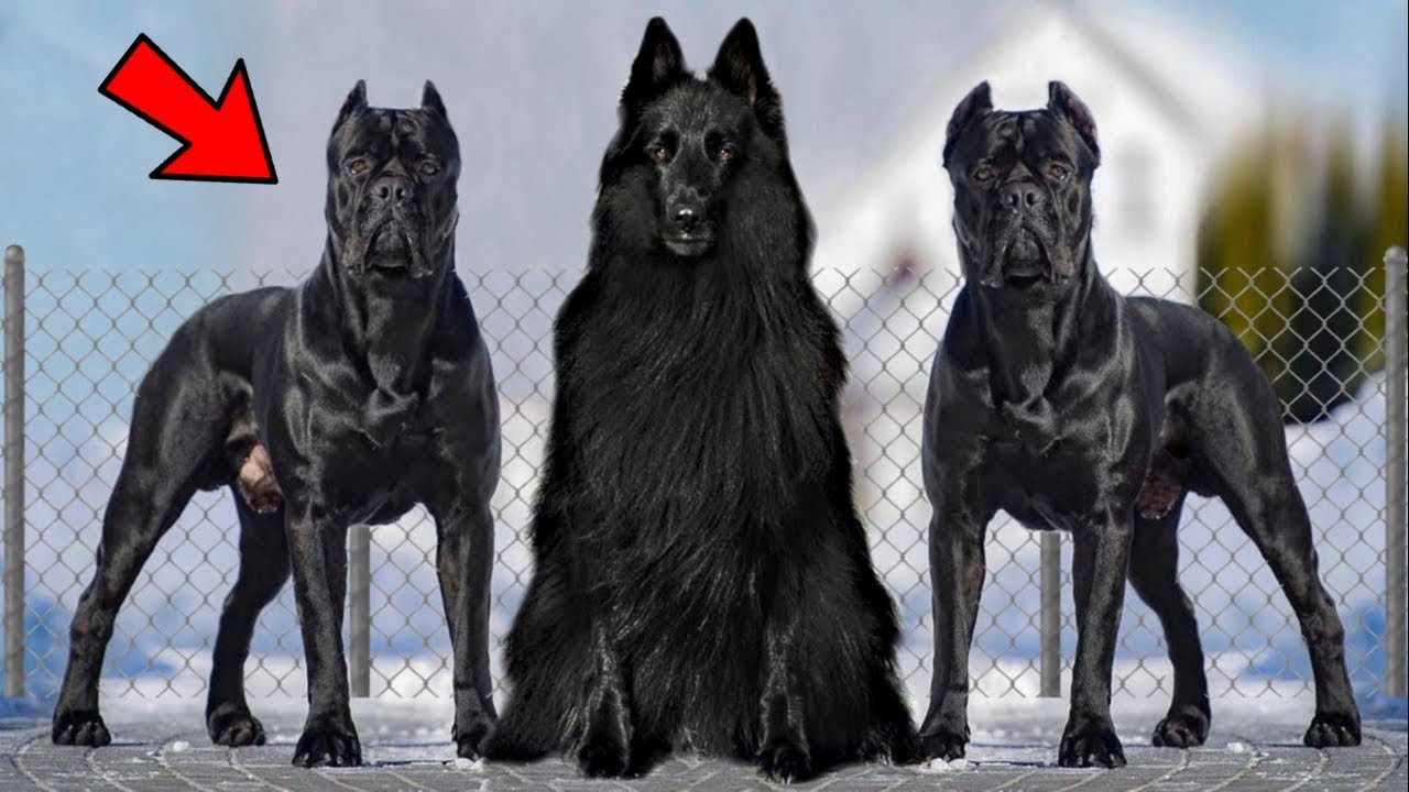Son Los Perros Negros Mas Calientes