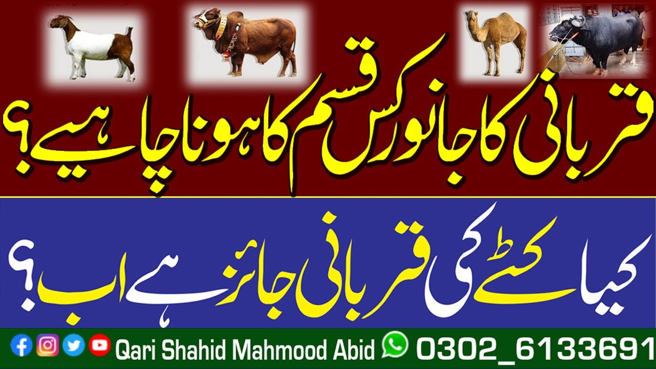 Kattay ki Qurbani jaiz hai ya Nahi | Molana Qari Shahid Mahmood Abid ...