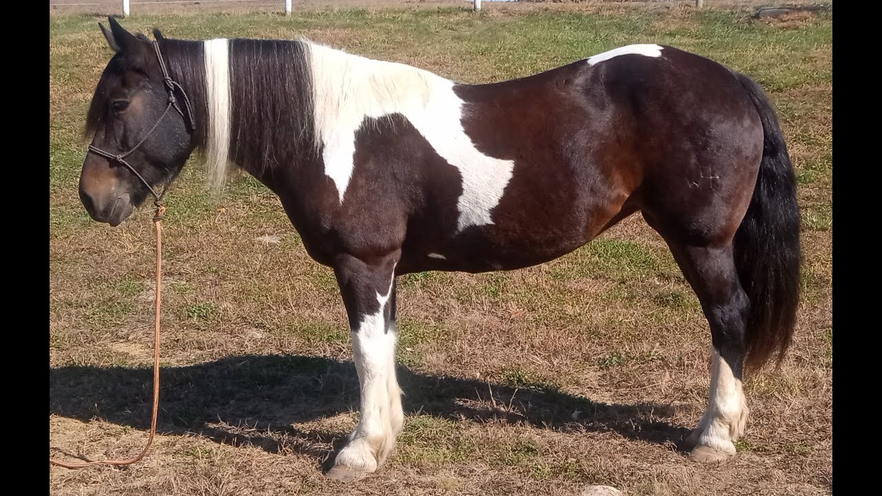 Gypsy cross mare. 1 in a million. rides and drives - YouTube