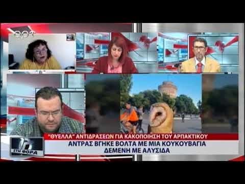 ΑΝΤΡΑΣ ΒΓΗΚΕ ΒΟΛΤΑ ΜΕ ΜΙΑ ΚΟΥΚΟΥΒΑΓΙΑ ΔΕΜΕΝΗ ΜΕ ΑΛΥΣΙΔΑ - YouTube