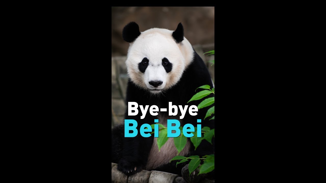 Bye-bye Bei Bei - YouTube