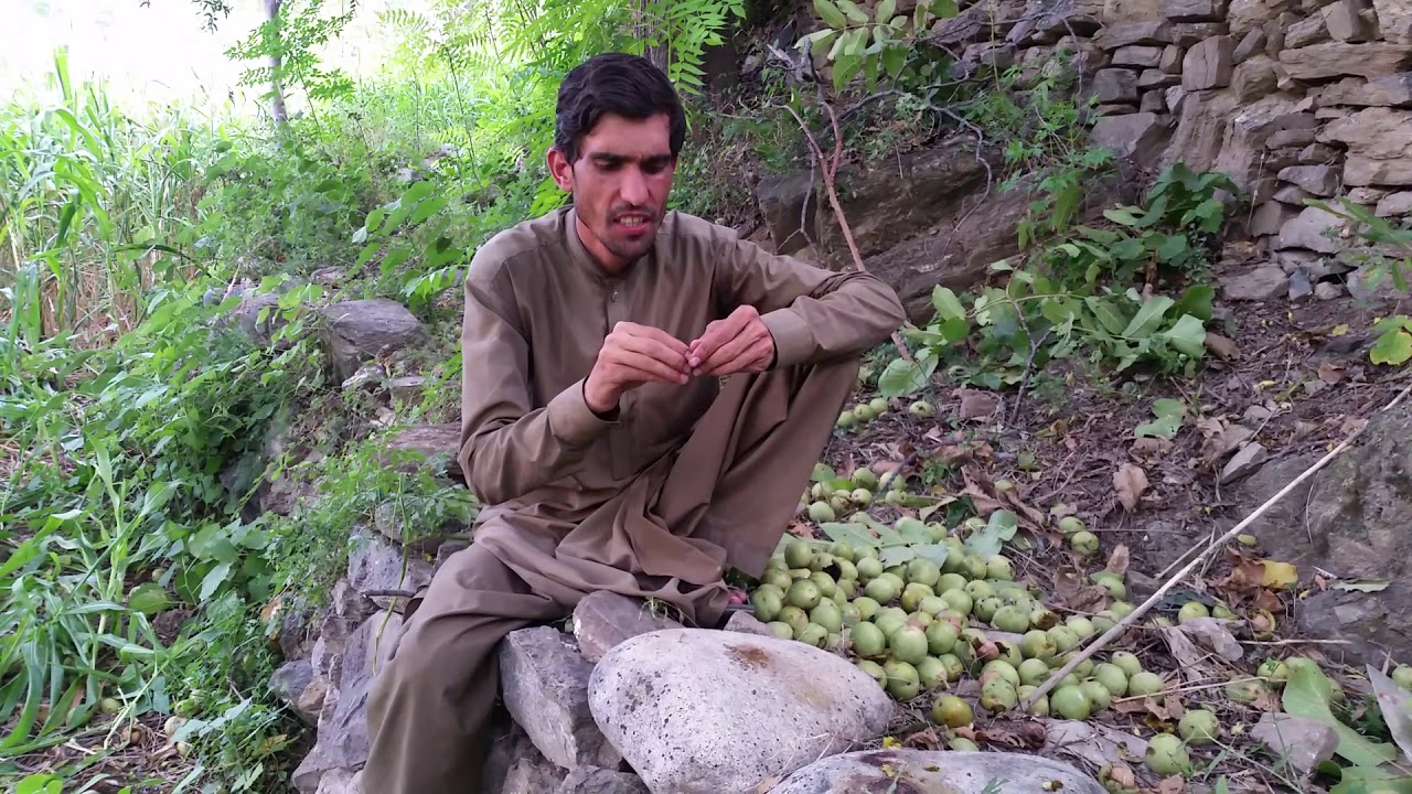 Walnut in Pakistan - YouTube