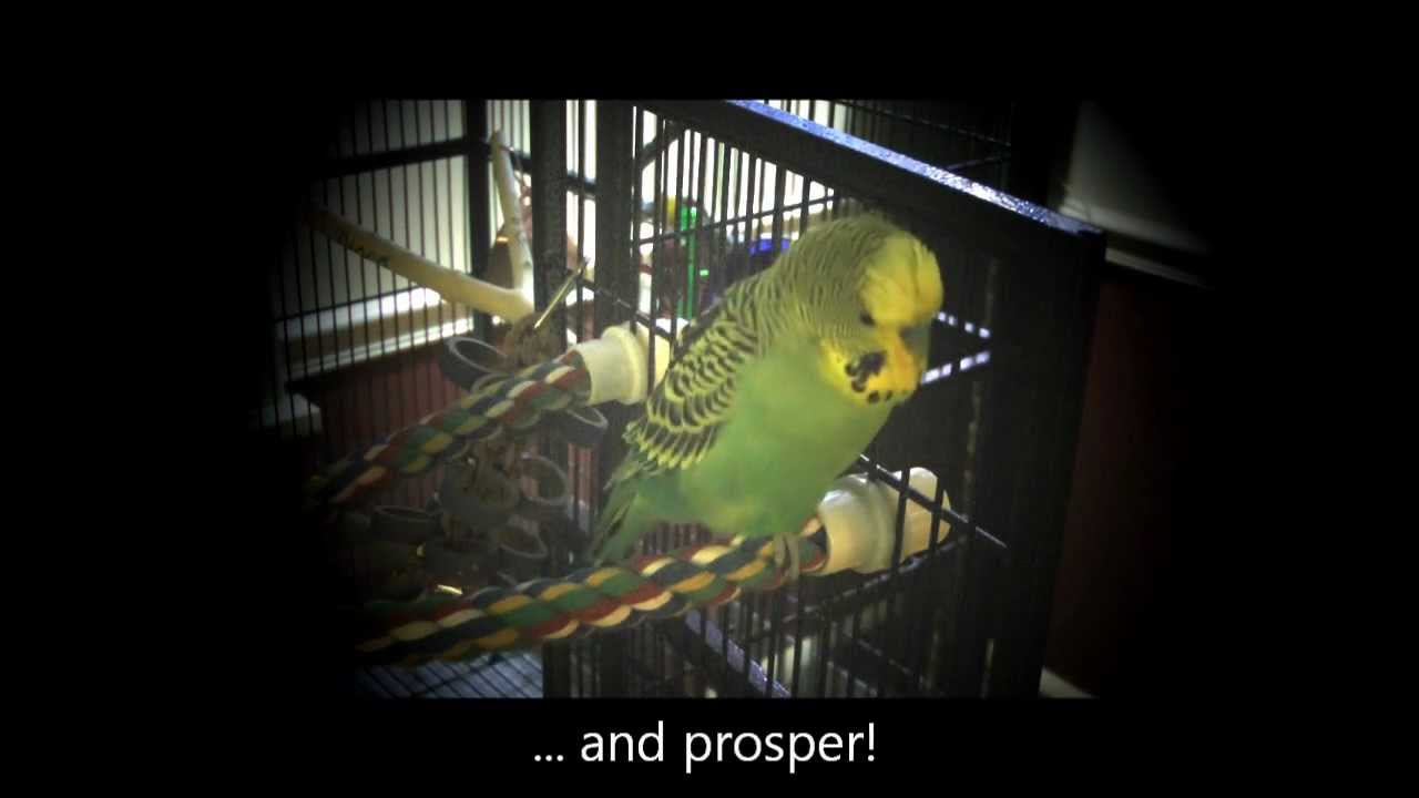 Yet Another One of Those Talking Parakeet Videos - YouTube