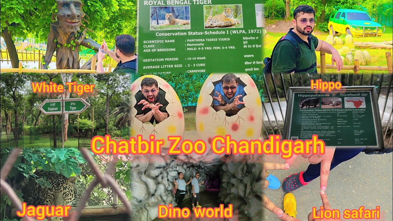 Chattbir Zoo Chandigarh | Dinopark in Chandigarh | Lion Safari | White ...