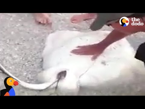 Sting Ray Caught On Fishing Line Gives Birth | The Dodo