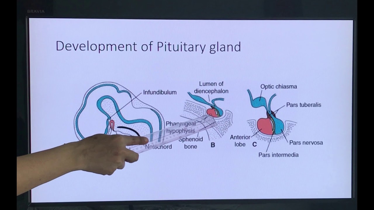 CNS Development Part 3/Embryology of Nervous system/ Development of ...