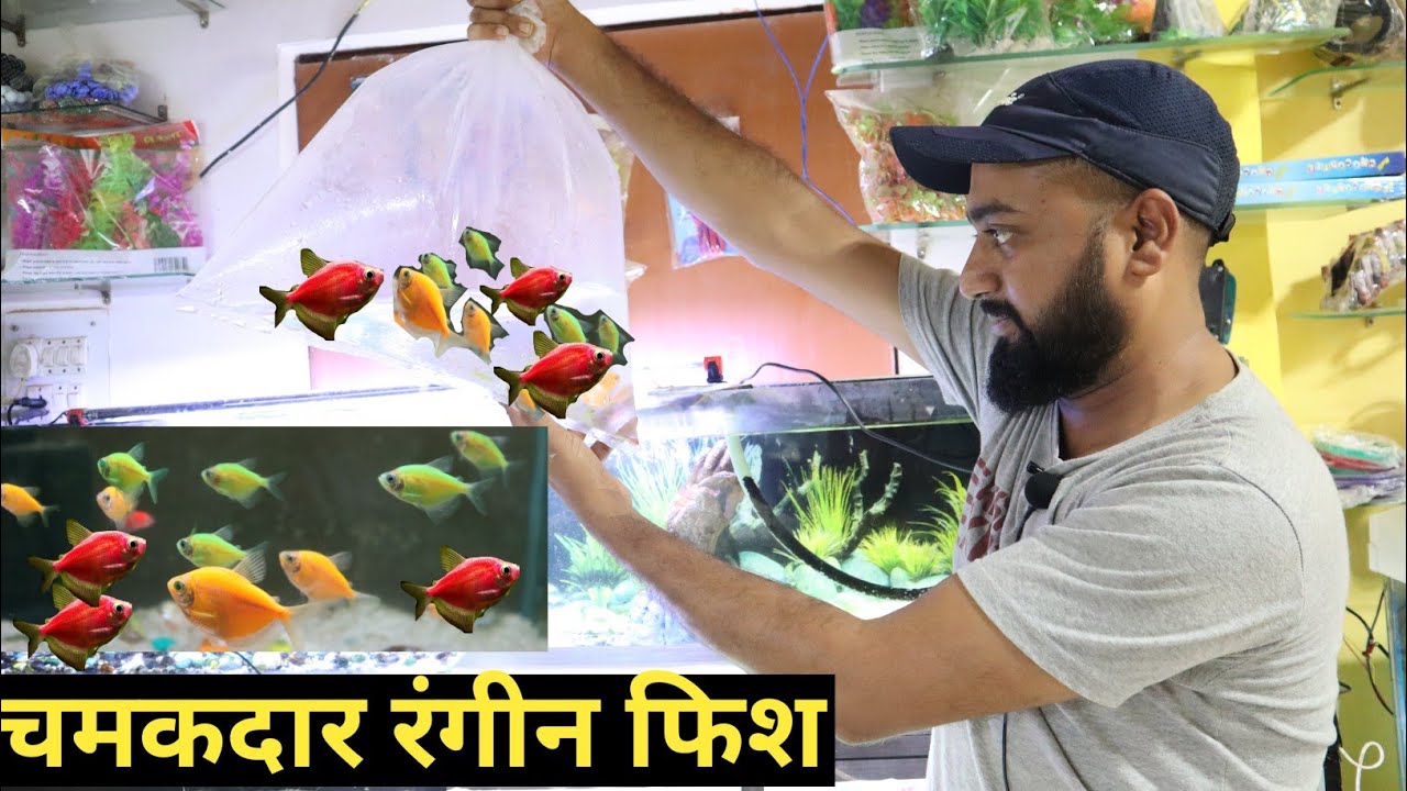 GloFish types and tank - YouTube