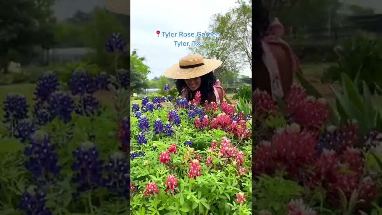 Pink Bluebonnets in Texas - YouTube