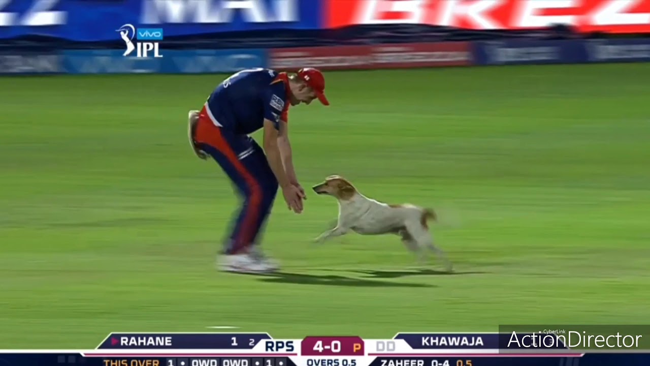 Dog makes cricketer run in the feild | IPL | Funny movements of cricket ...