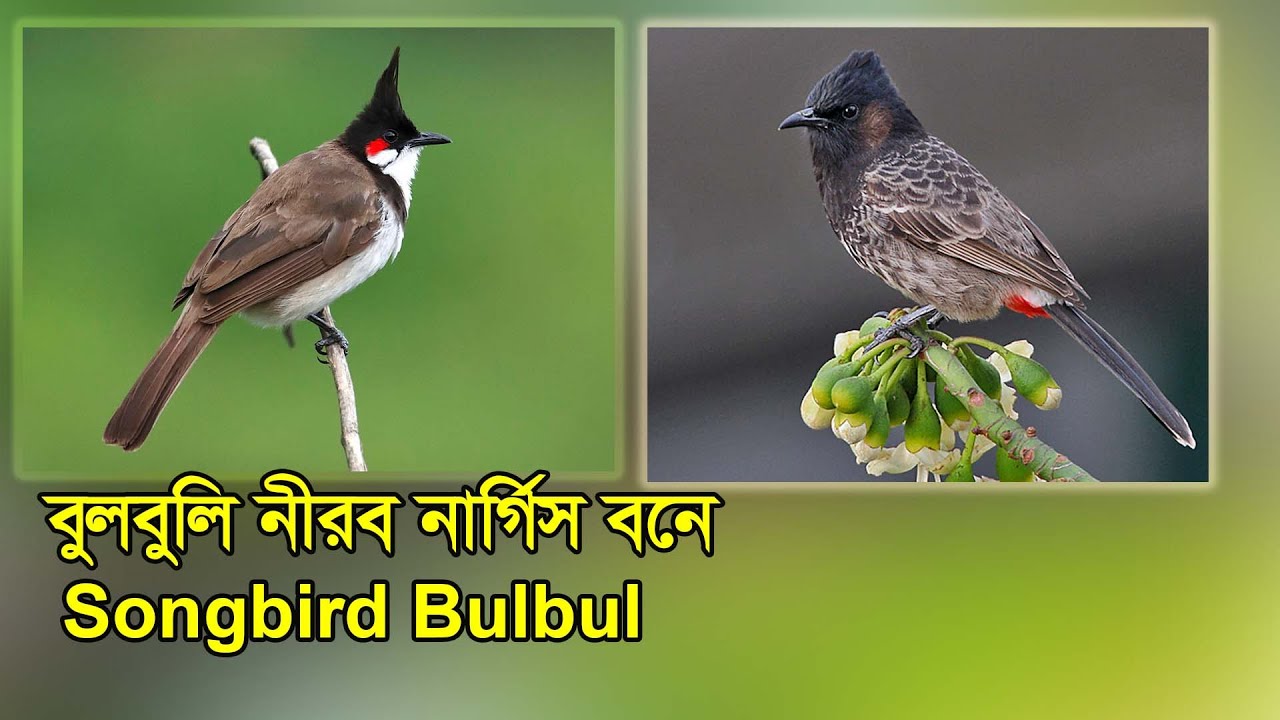 বুলবুলি নীরব নার্গিস বনে। Songbird Bulbul । 2022 । ***Asian Nightingale ...