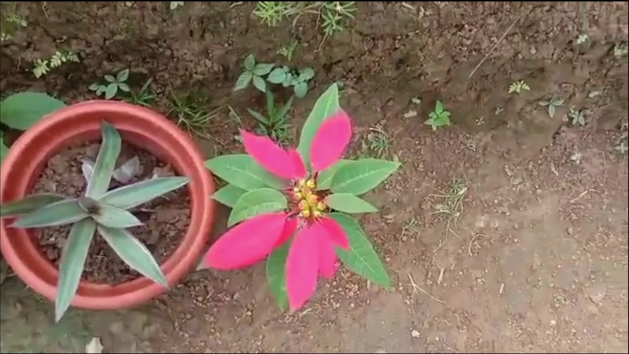 mga halaman at bulaklak - YouTube