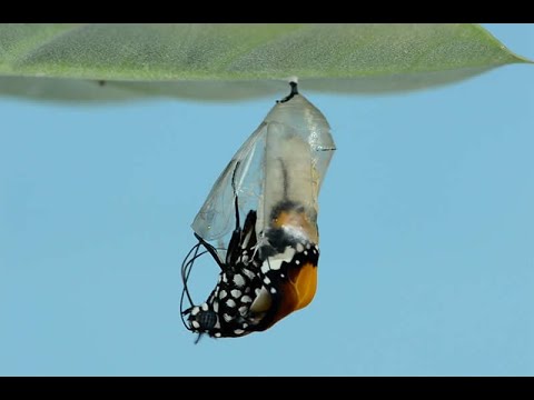 A Chrysalis Experience _ April 12, 2020 - YouTube