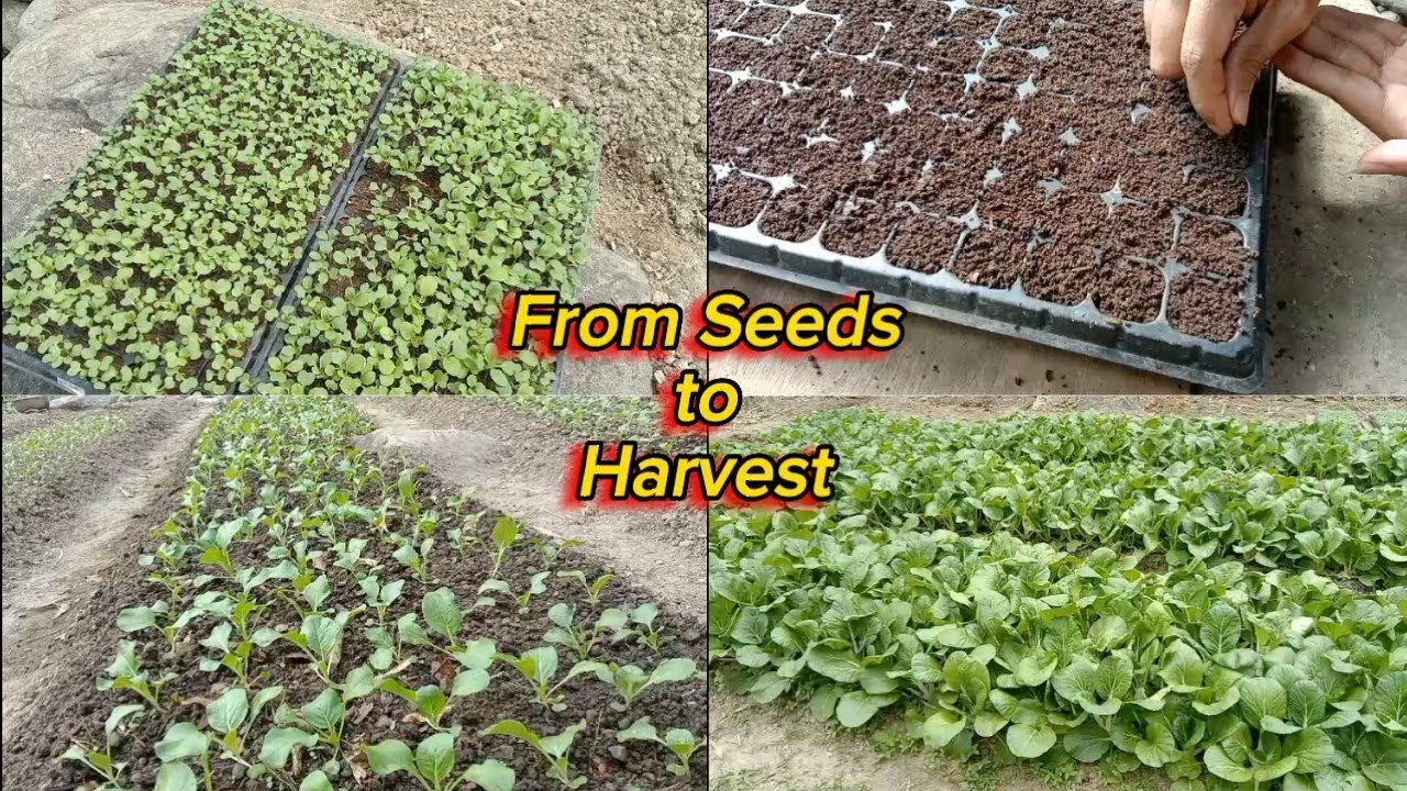 HOW TO PLANT PECHAY - SOWING TRANSPLANTING AND HARVESTING - YouTube