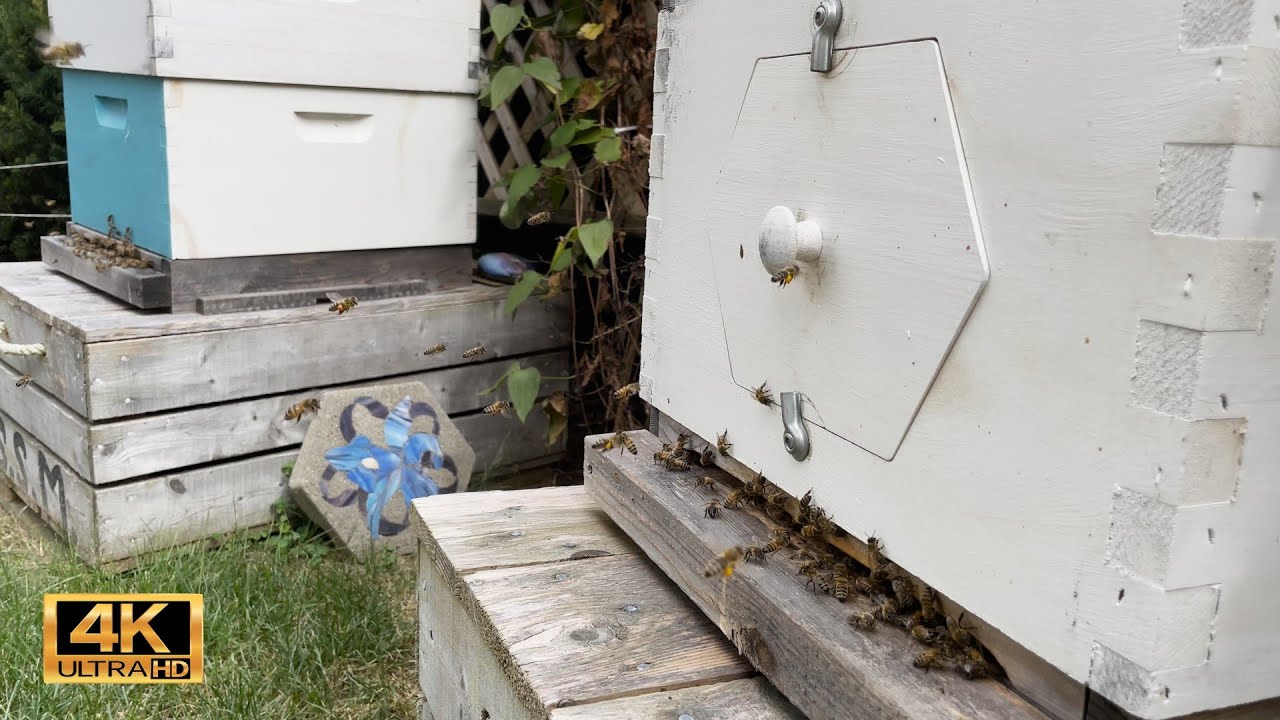 Calming Humming Bee Sounds - Relaxing Nature Sounds - ASMR - White ...