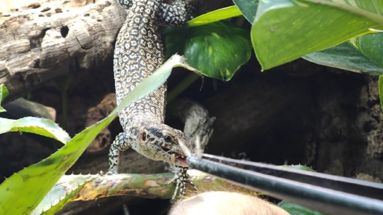Peacock Monitor Lizard - Extended Feeding, 4K - YouTube