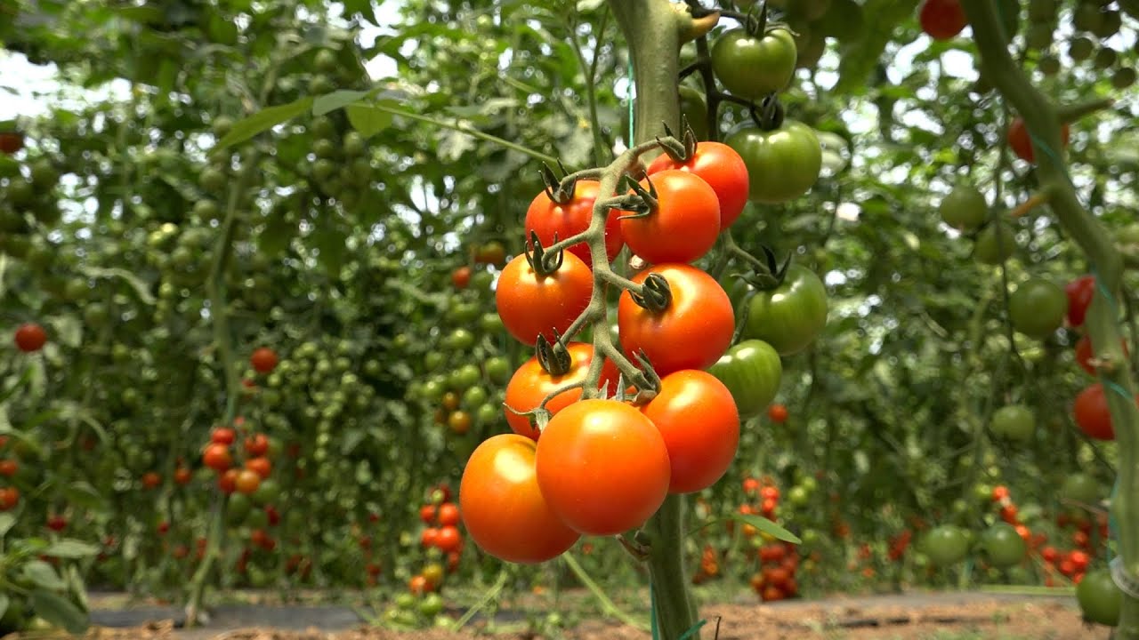 Bujku 17.07.2022 - YouTube