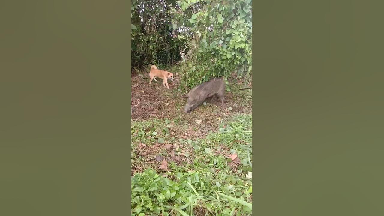 @ jerat Babi hutan di Malaysia. - YouTube