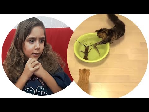 Komik hayvan çocuk videoları 🐈🐈 Videos for kids- Cutest Animals videos 📍 Esma Hüma