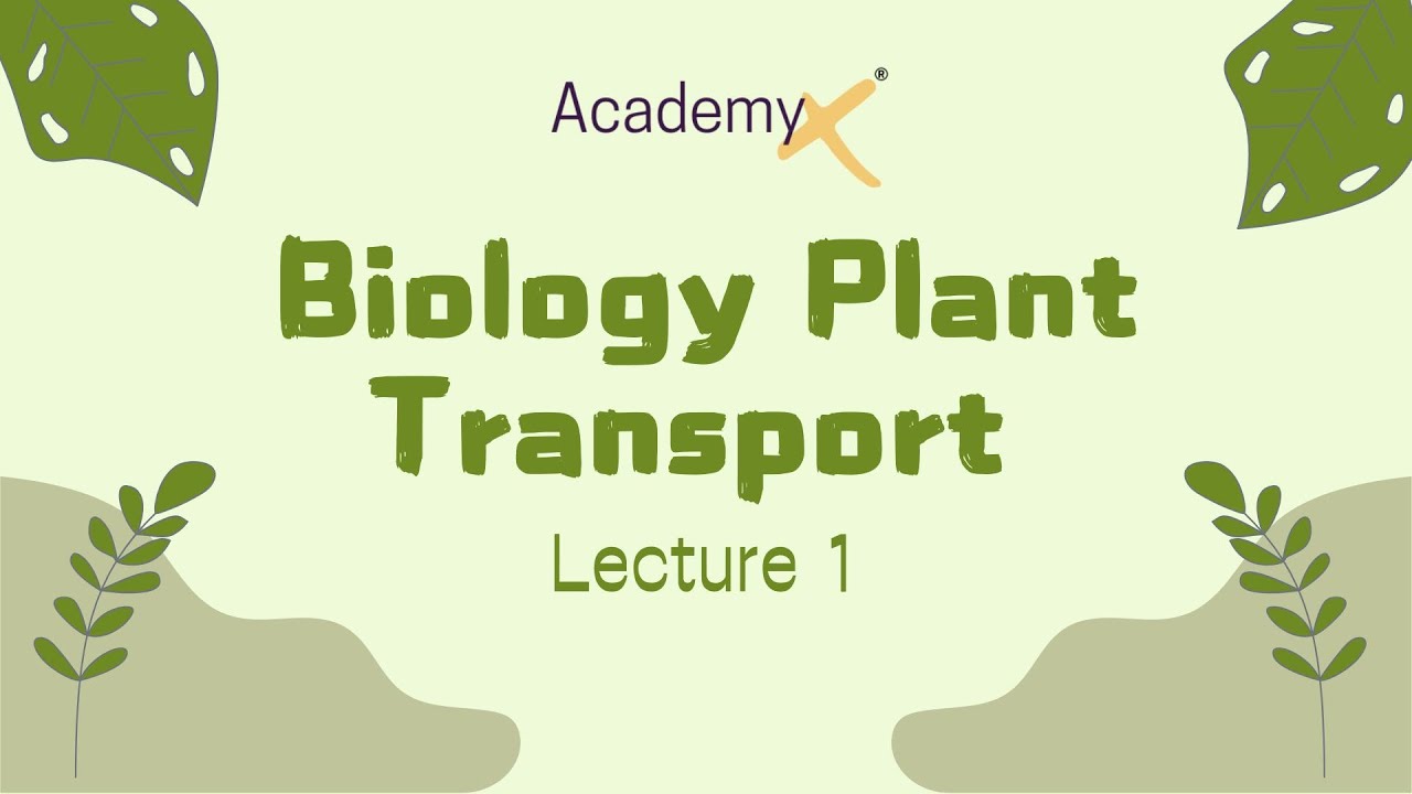 Transport in plants lecture 1: Biology(IGCSE, O level, GCSE, A level ...