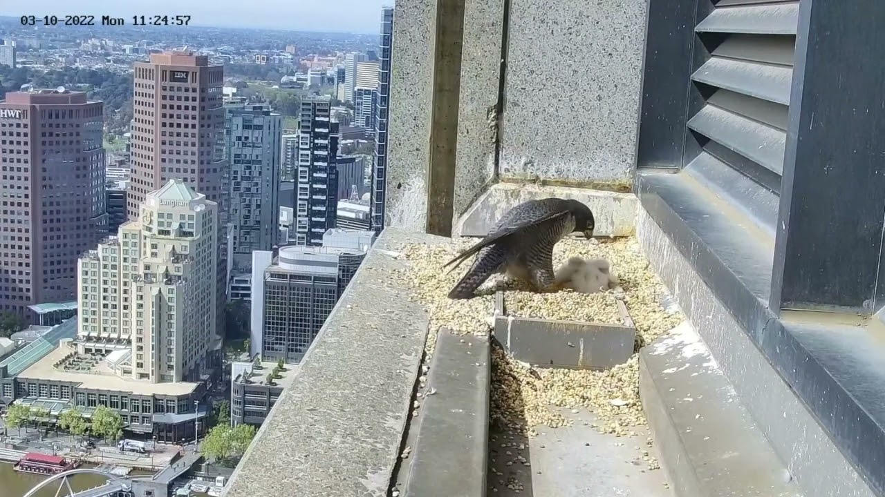 367 Collins Falcons - New duty for newly Dad - 3/OCT/2022 - YouTube