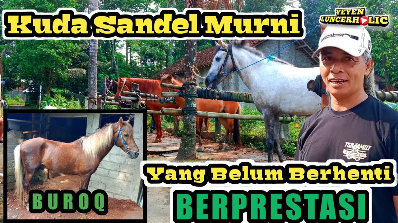 Terbaru !!! Kuda-kuda Pacu di BIMA STABLE Milik Pak Romli Ada Sang ...