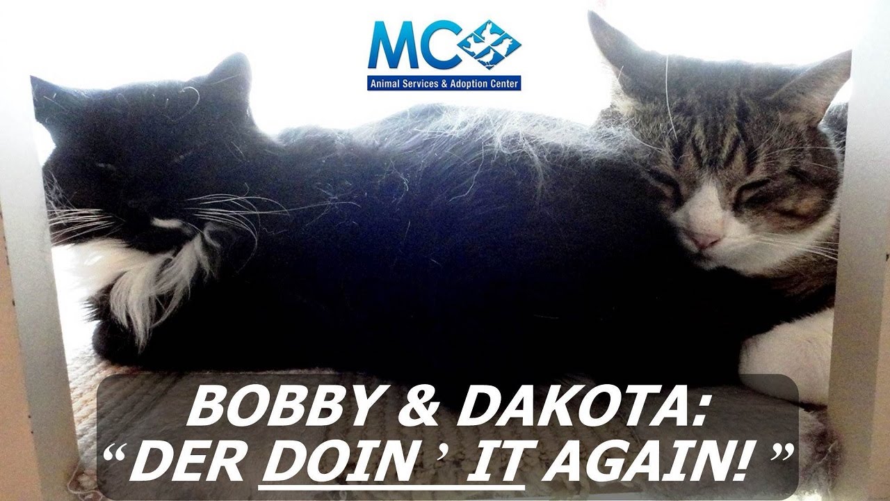 “O Bobby-cat, Bobby-cat! Wherefore are thou, Bobby-cat?” - YouTube