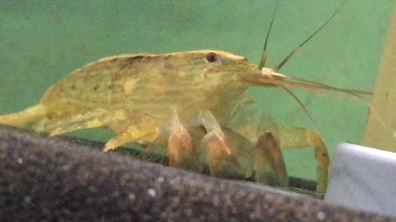 Bambo or wood shrimp - YouTube