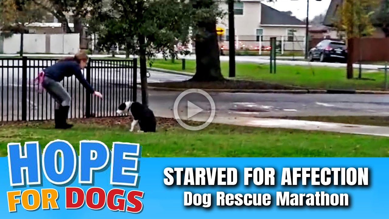 Hope Rescues Mama Dog Starving for Affection - YouTube