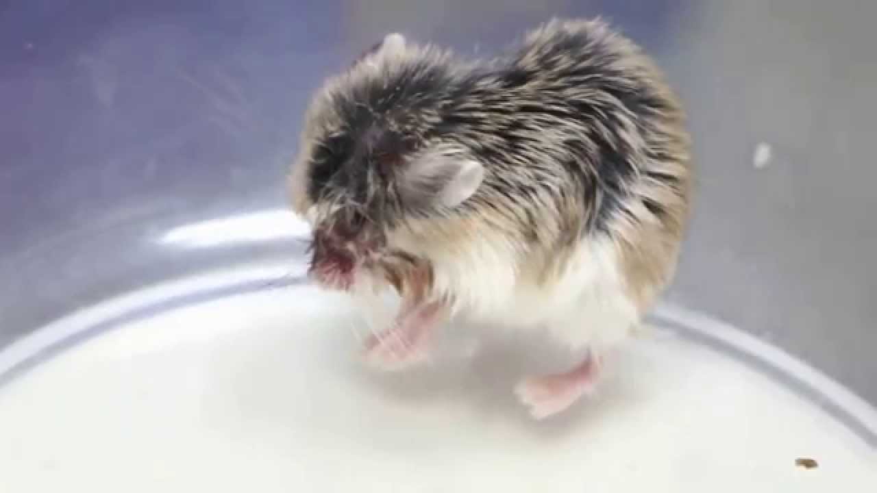 A one-month-old Roborovski was attacked by his mum & siblings - YouTube