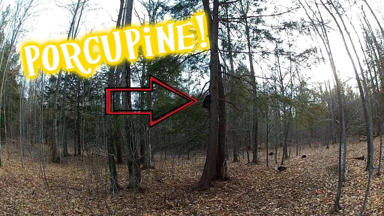 Porcupine running from a dirtbike - KTM 300XC-W - YouTube