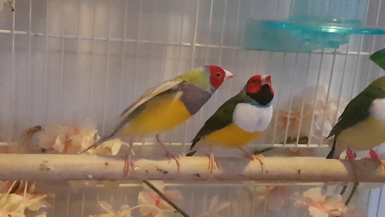 Three Types of Gouldian Finches (Head Colours) - YouTube