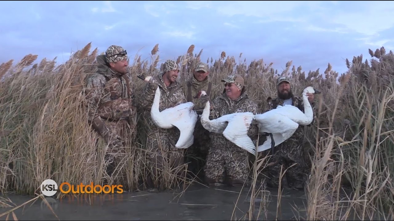Swan Hunting on the Great Salt Lake - YouTube