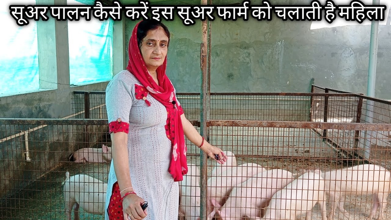 Pig farm/ how to start pig farm in India / pig farming / सूअर पालन कैसे ...