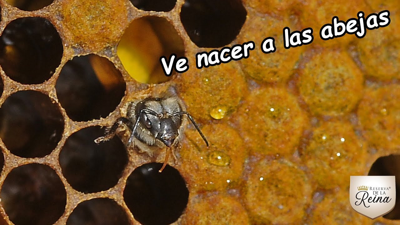 Nacimiento de las abejas - YouTube