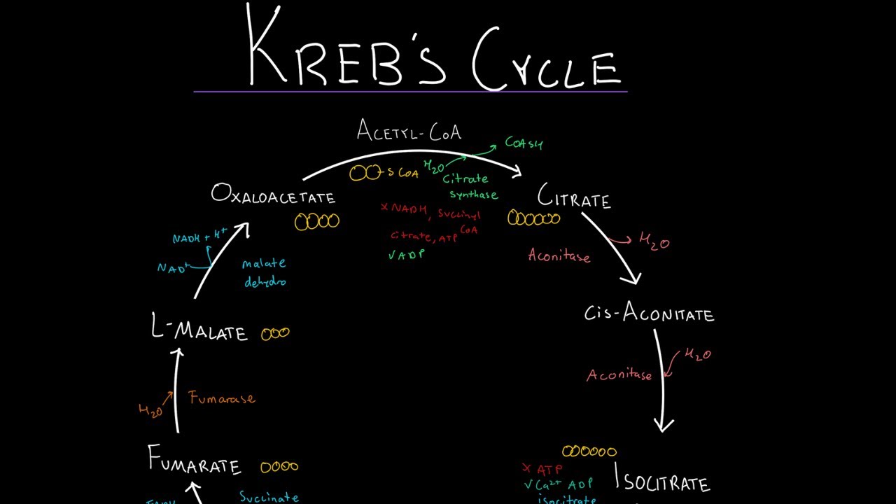 Krebs Cycle | Everything you NEED to know for the MCAT - YouTube