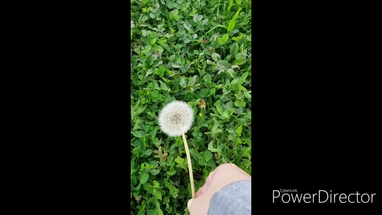 Dandelions - YouTube
