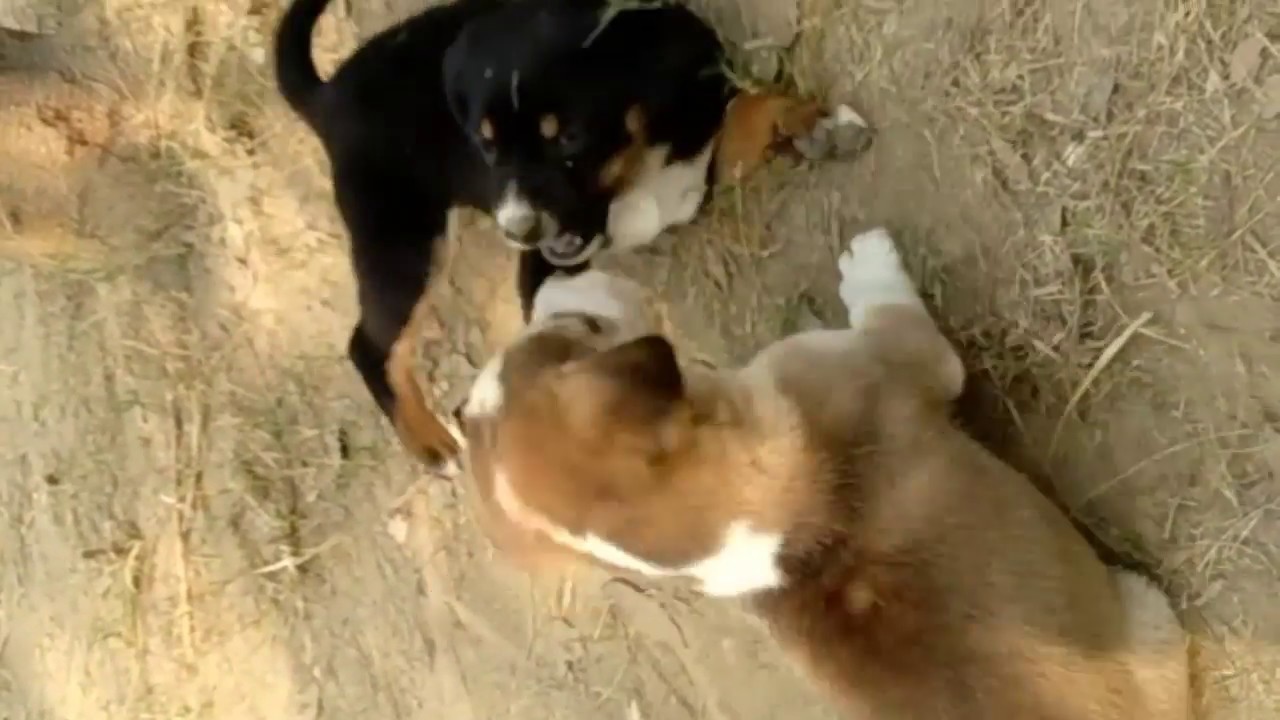 World's best cute puppy fight - YouTube