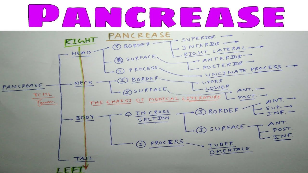 Pancrease Anatomy | Part 1 | Head, Neck, Body, and Tail of Pancreas ...