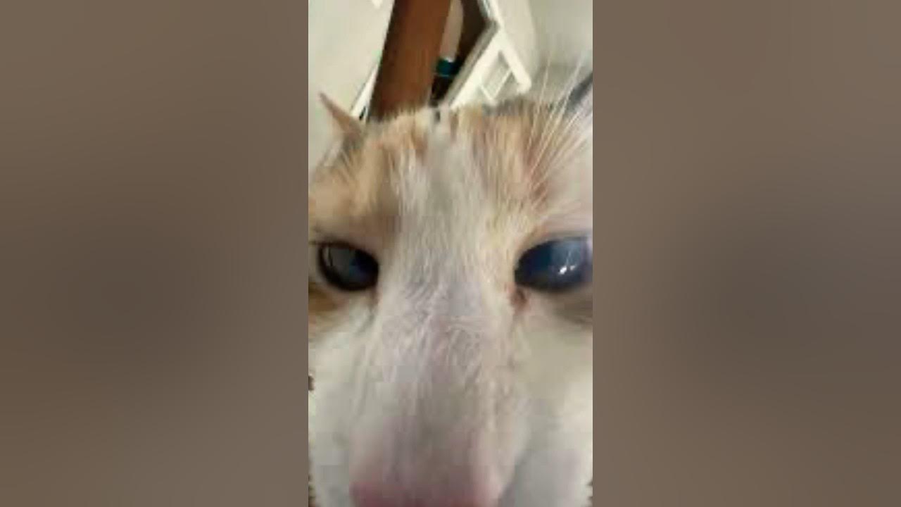 Goofy ahhhhhhhhhhhhhh - YouTube