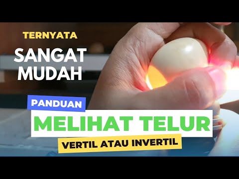 cara melihat mengetahui telur vertil atau invertil - YouTube