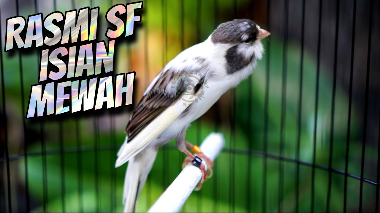 SUARA BURUNG KENARI RASMI SF ANDALAN!! MASTERAN KENARI ISIAN ...