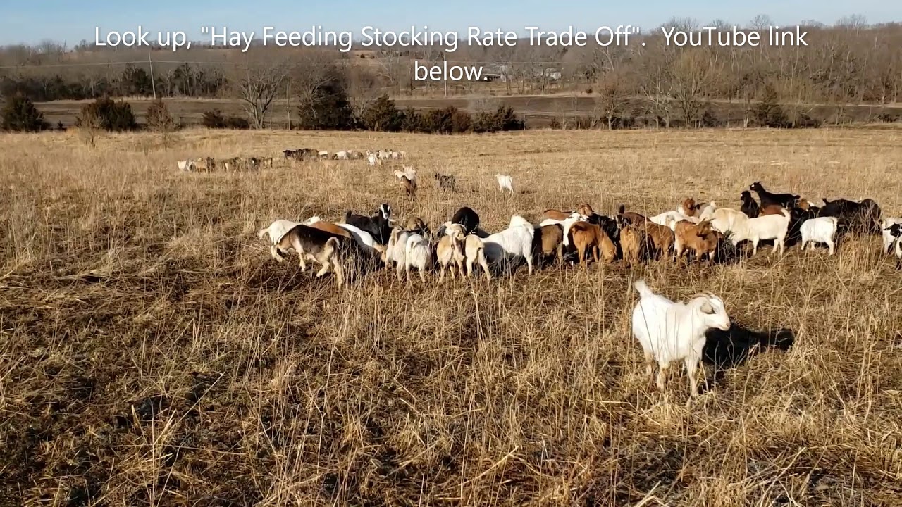 Feeding hay or grazing stockpile, they both have a cost. Stockpile is ...