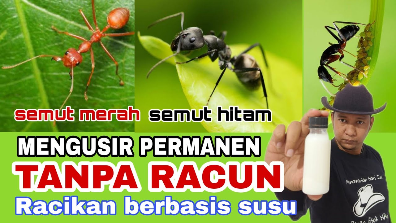 SEMUT TRAUMA TERKENA CAIRAN INI, PADAHAL TANPA RACUN !!! - YouTube
