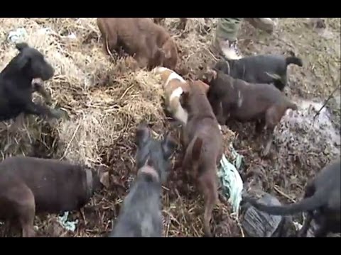 Best Ratting dogs 2017/18 - YouTube