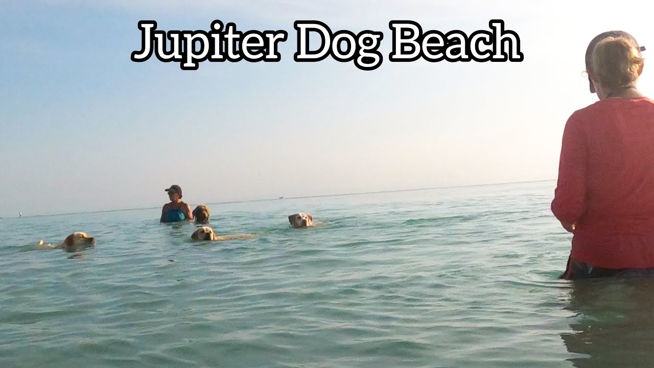 Jupiter Dog Beach Summer - YouTube