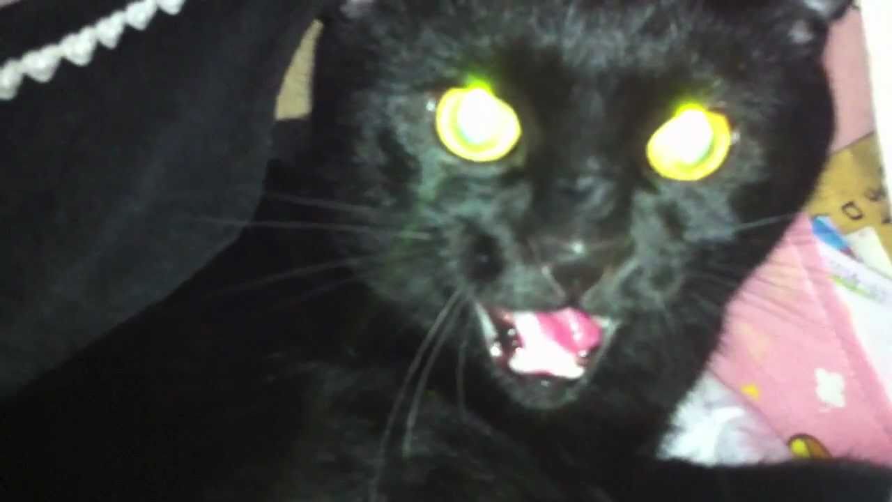 Very Angry Devil Cat - YouTube